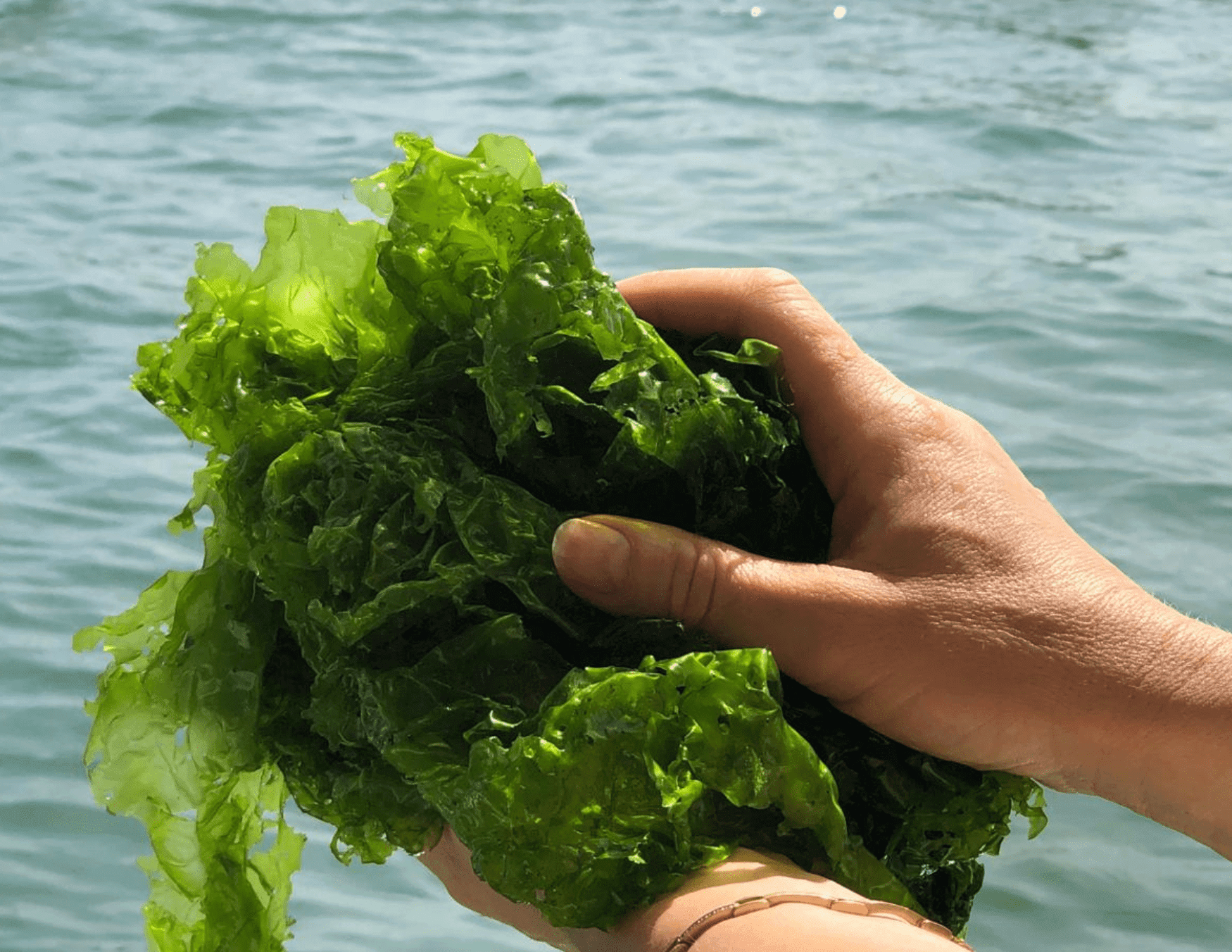 Seaweed Catalog - BLUE ARCHIPELAGO SEAWEEDS