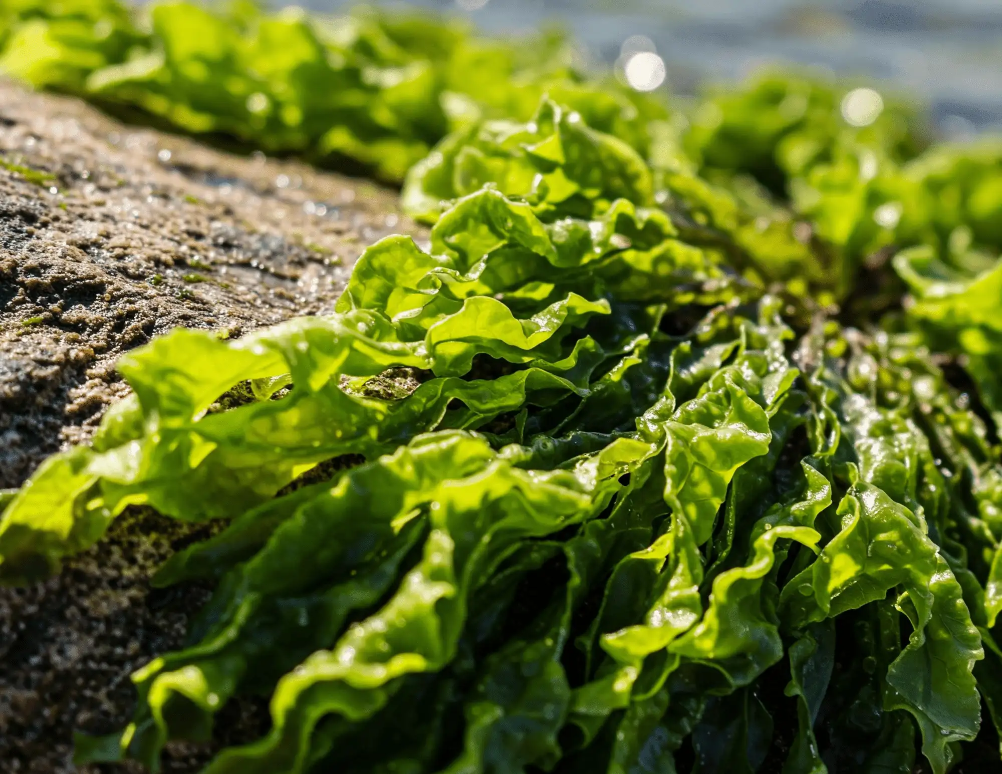 Ulva Lactuca - BLUE ARCHIPELAGO SEAWEEDS