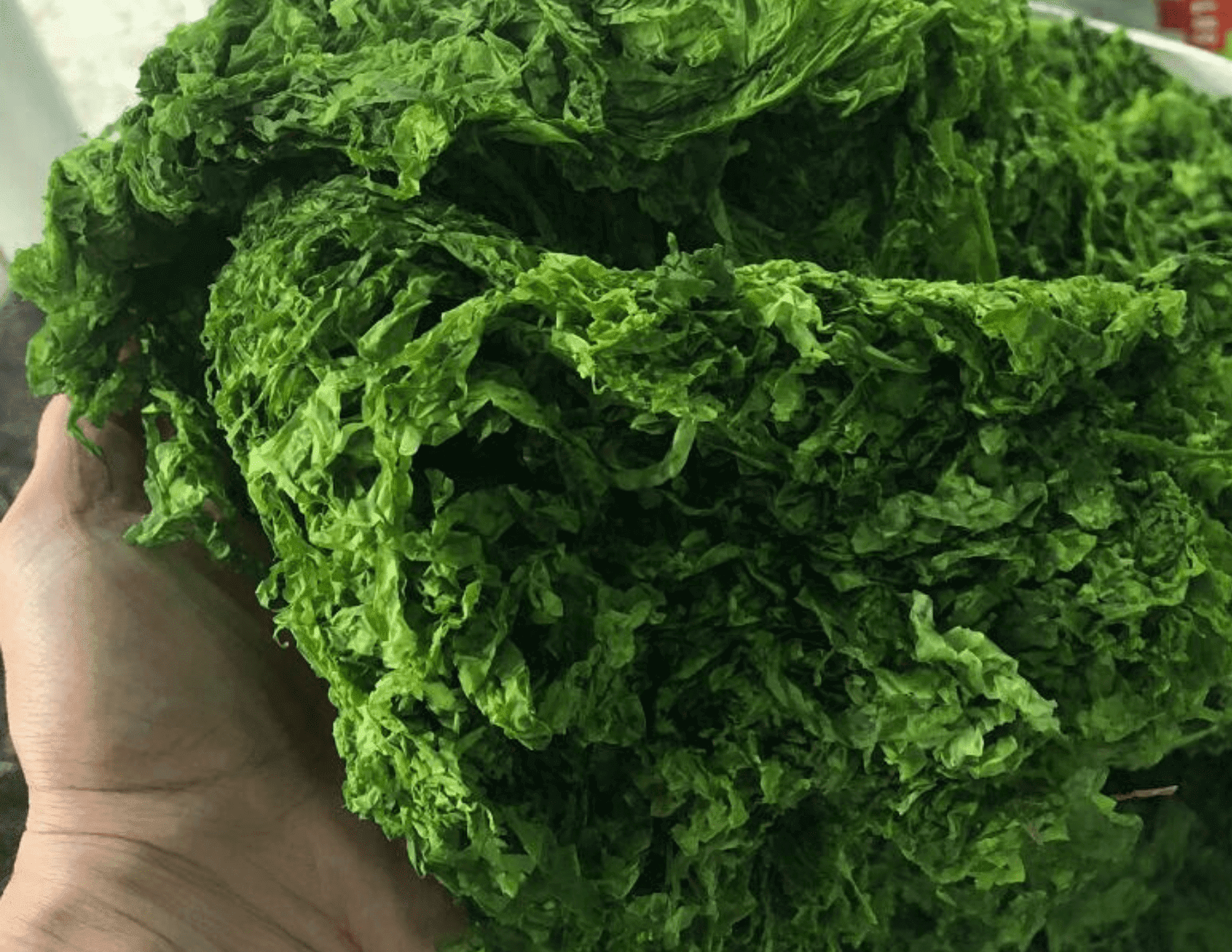 Ulva "Sea lettuce" Lactuca - BLUE ARCHIPELAGO SEAWEEDS