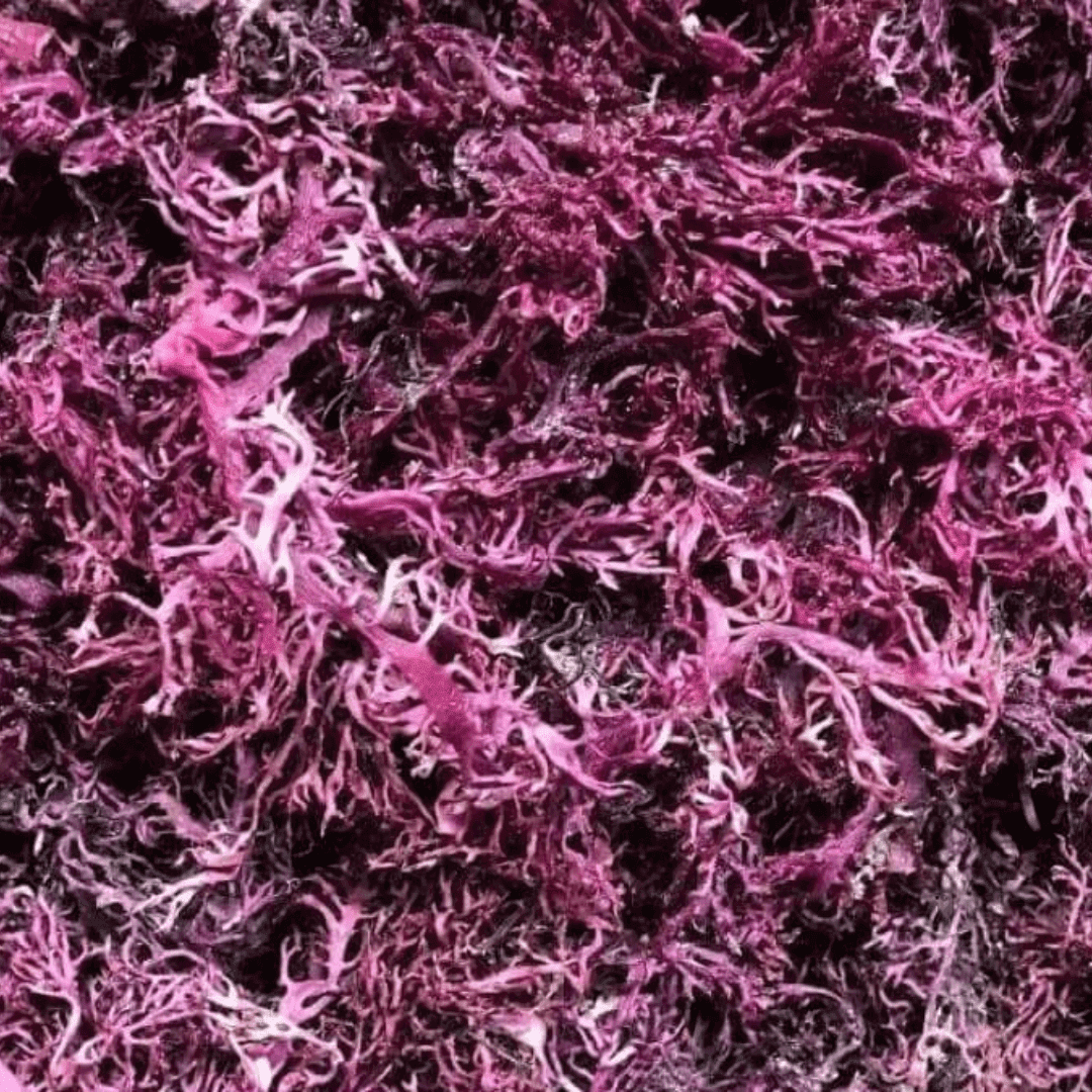 Gelidium - BLUE ARCHIPELAGO SEAWEEDS