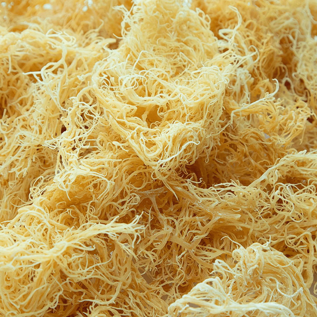Gelidium - BLUE ARCHIPELAGO SEAWEEDS