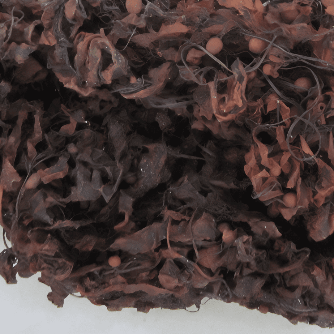 Sargassum - BLUE ARCHIPELAGO SEAWEEDS