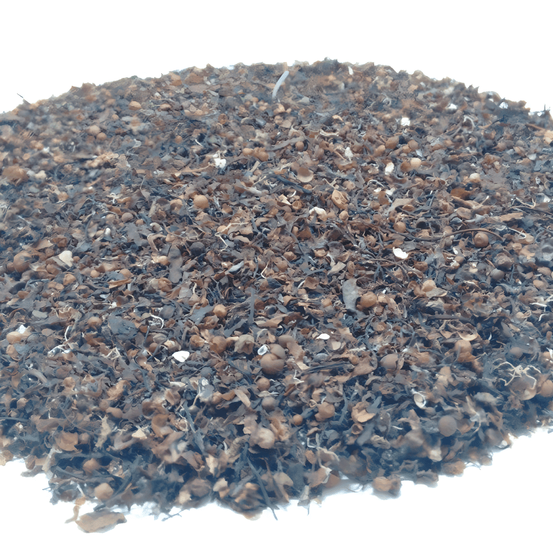 Sargassum - BLUE ARCHIPELAGO SEAWEEDS